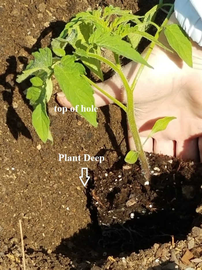 How to Plant Tomatoes for the Best Result - Stoney Creek Farm