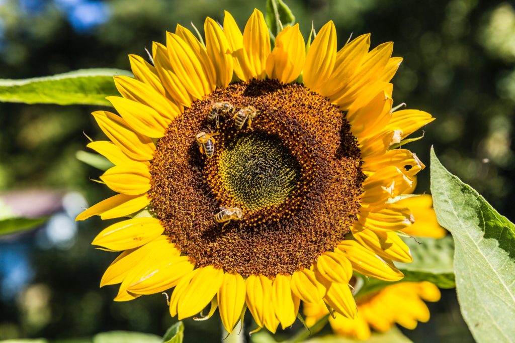 Attract Pollinators to Your Garden with these 12 Common Plants for Bee ...