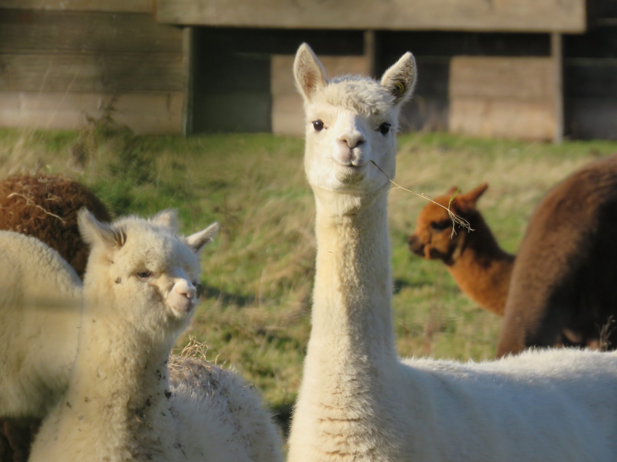 4 Animals That Will Thrive on Your Small-Acreage Farm or Homestead ...