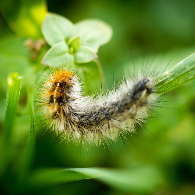 Home Page - Stoney Creek Farm